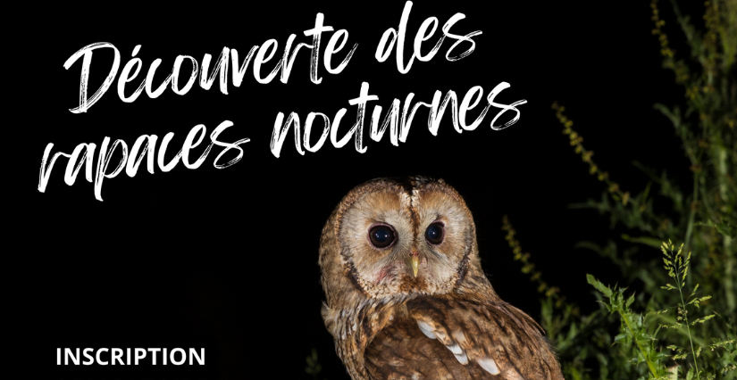 Découverte des rapaces nocturnes avec la Maison de la Loire | Kidiklik